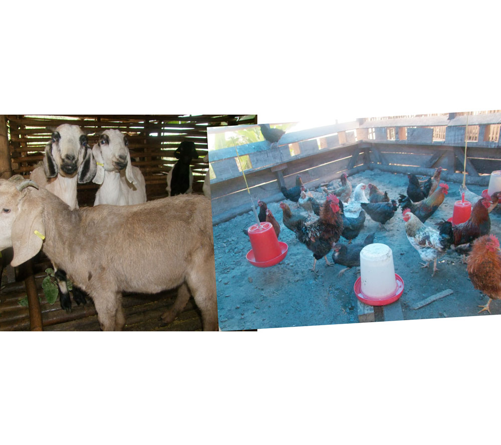 पशुपक्षी पालनमा युवाको बढ्दो आर्कषण – Arthik Awaj