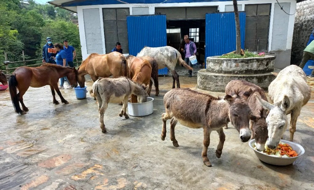 विश्व गधा दिवस मनाइँदै, लोप हुने अवस्थामा गधा ! – Arthik Awaj