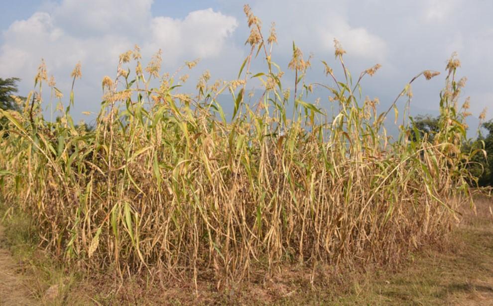 बाँझो जग्गामा व्यावसायिक जुनेलो खेती – Arthik Awaj